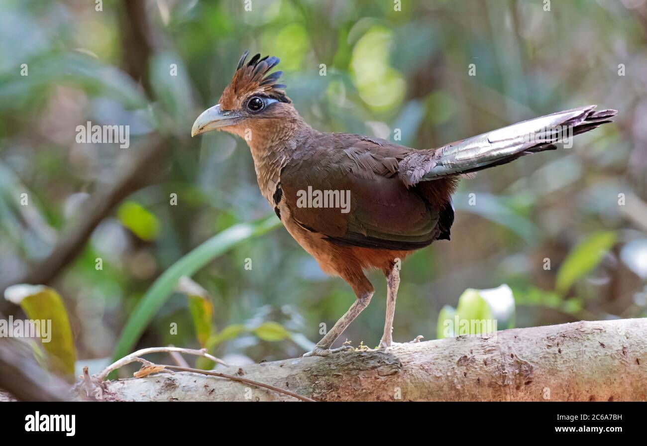 Rufous-vented ground Cuckoo (Neomorphus geoffroyi) near an antswarm ...
