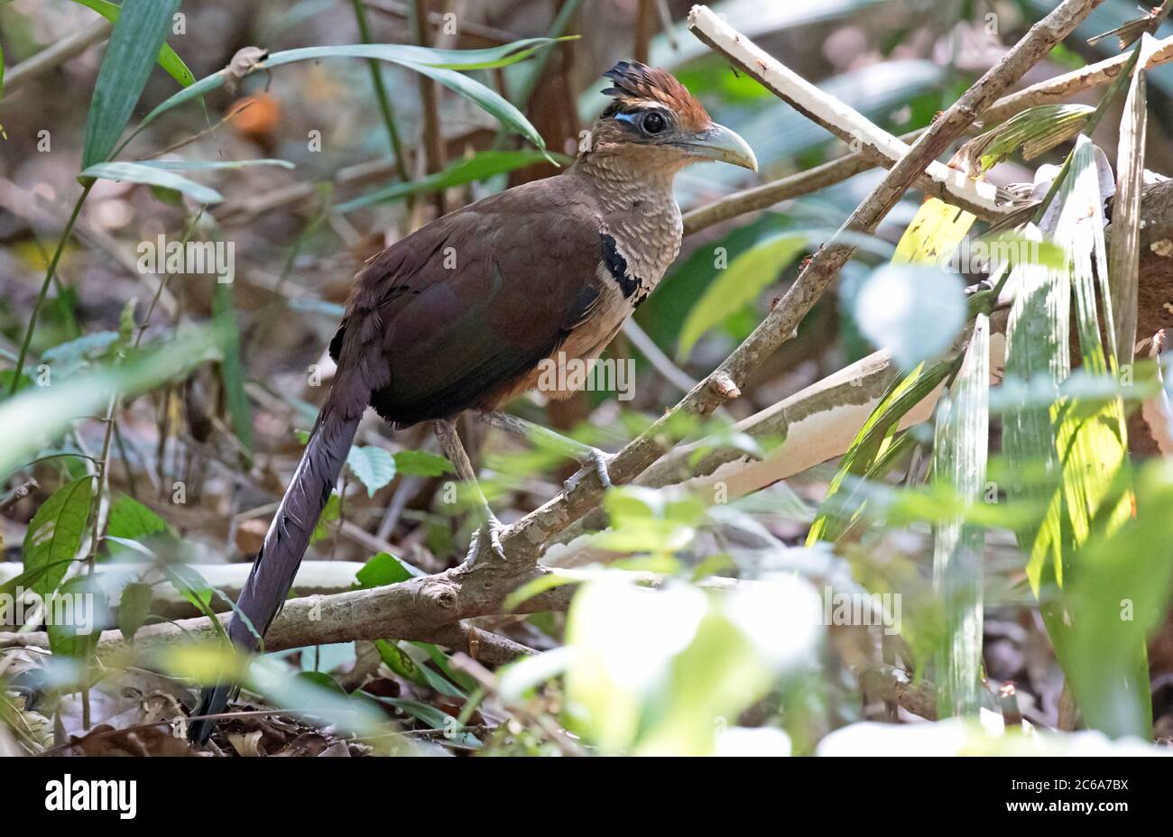 Antswarm hi-res stock photography and images - Alamy