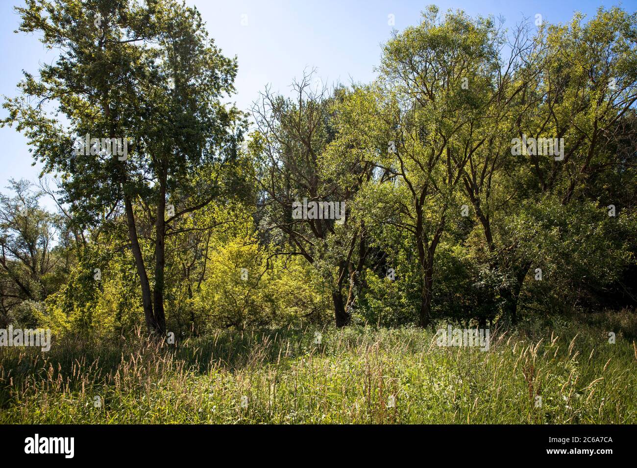 river Rhine meadows and floodplain forest in Rodenkirchen-Weiss ...