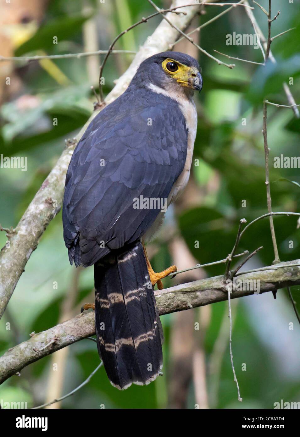 Slaty-backed forest Falcon (Micrastur mirandollei) perched in subcanopy ...