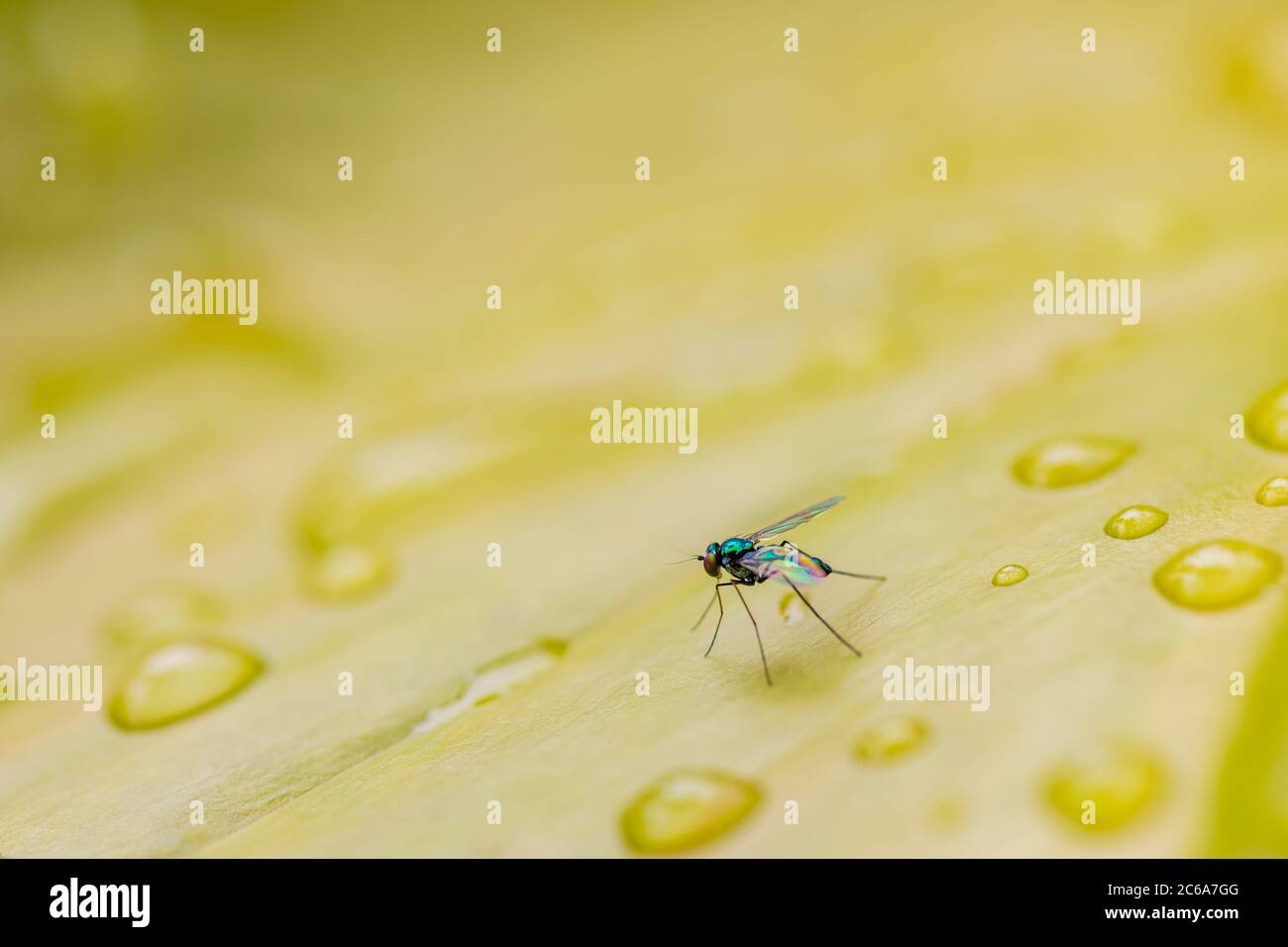Fruit fly drosophila legs hi-res stock photography and images - Alamy