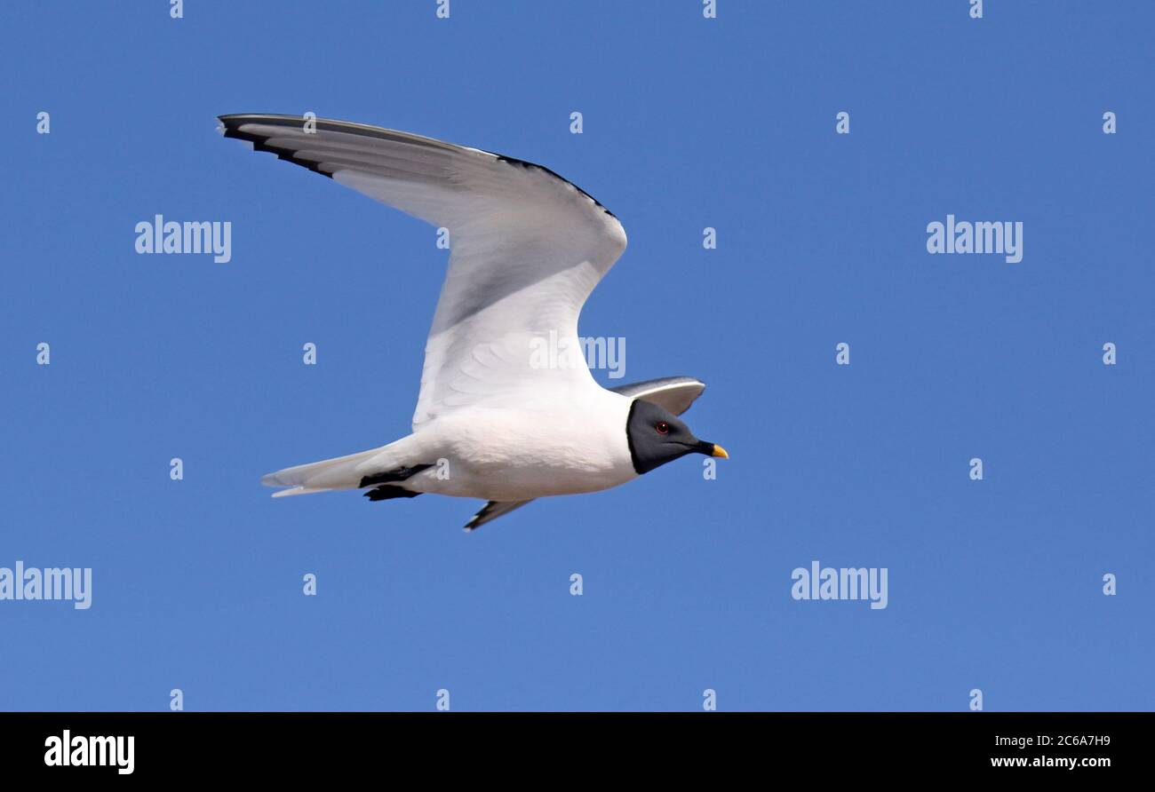 Adult Sabine's Gull (Xema sabini) during the breeding season in Alaska ...
