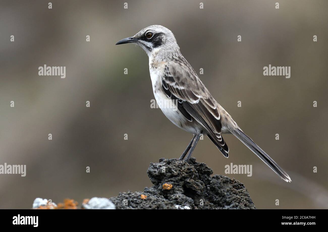 San Cristobal Mockingbird (Mimus melanotis) on the Galapagos islands ...