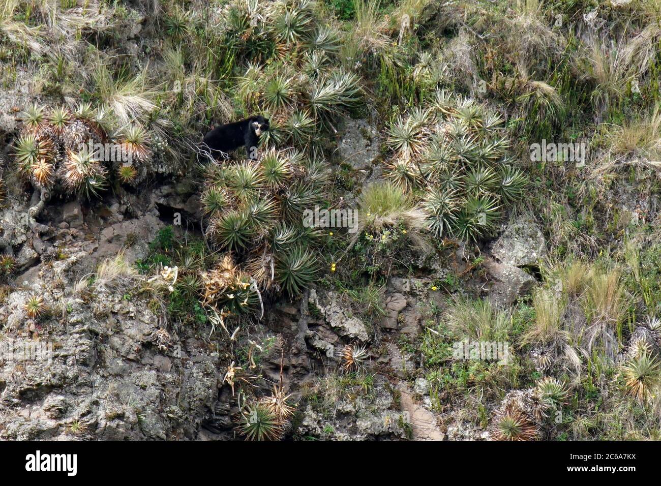 Spectacled bear (Tremarctos ornatus), also known as the Andean bear or ...