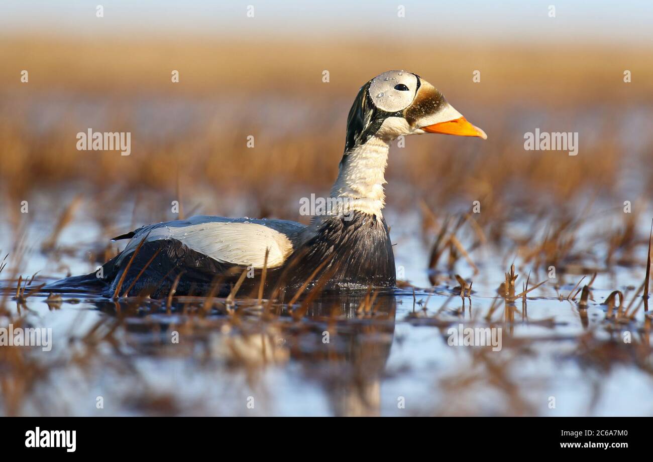 Adult male Spectacled Eider (Somateria fischeri) swimming in tundra lake during the breeding ...
