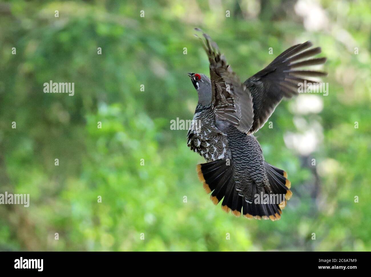 Spruce Grouse Flying