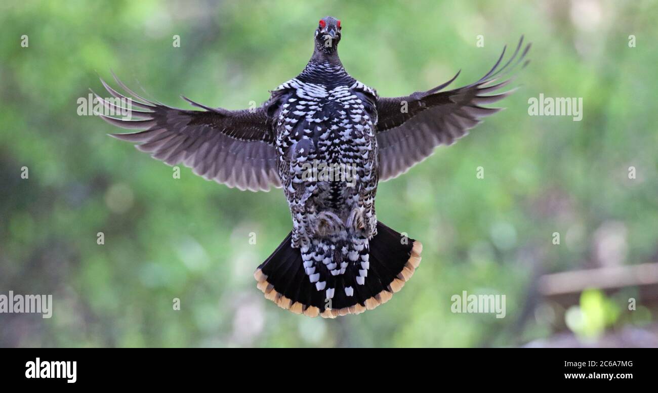 Spruce Grouse Flying