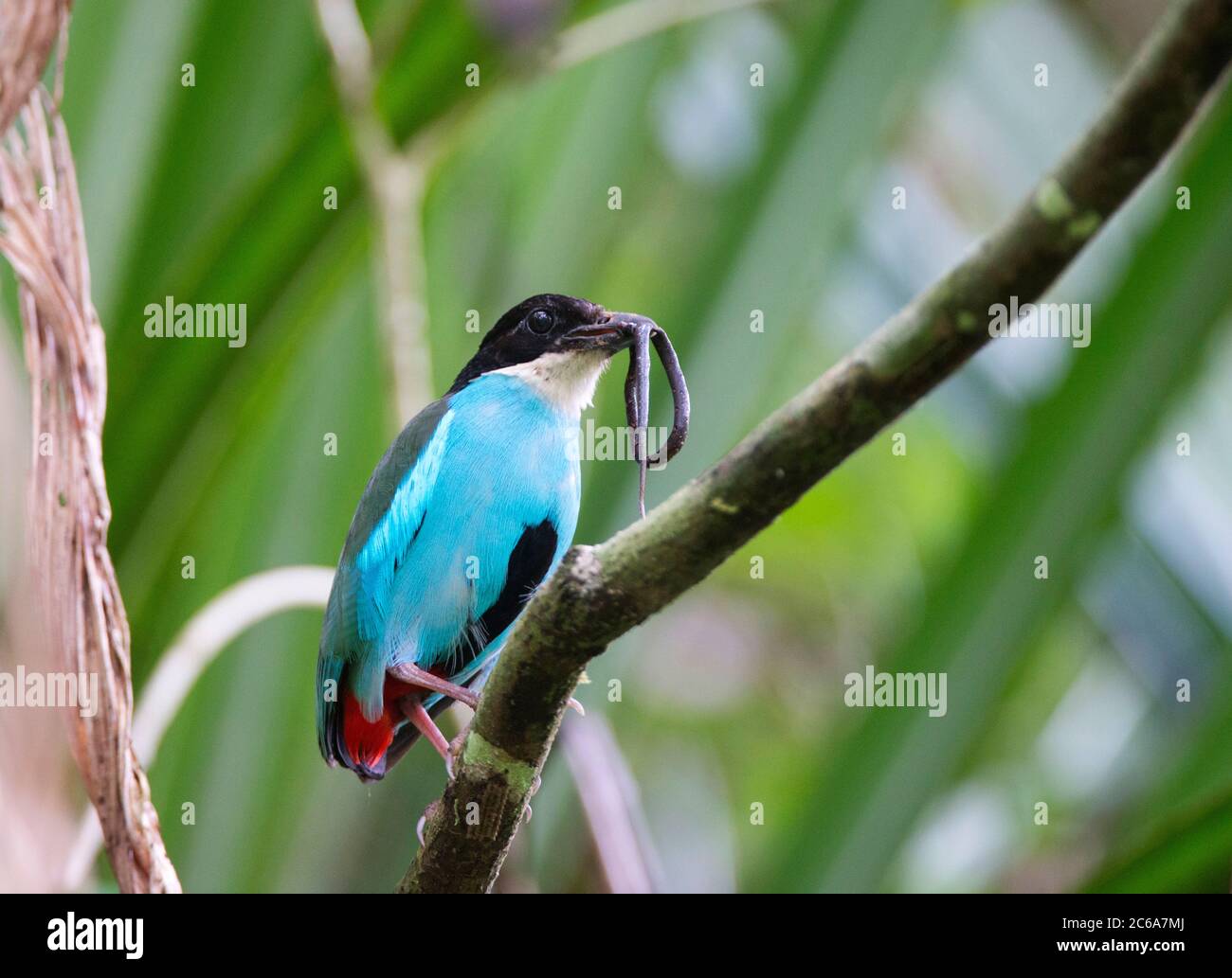 Adult Azure-breasted Pitta (Pitta steerii) perched on a branch in the ...