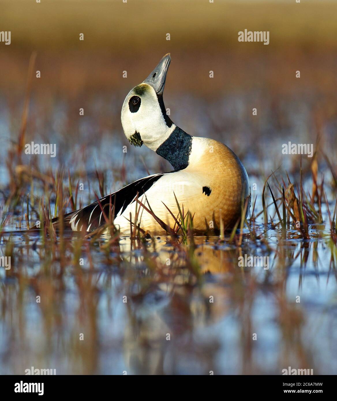 Adult male Steller's Eider (Polysticta stelleri) at the breeding area ...