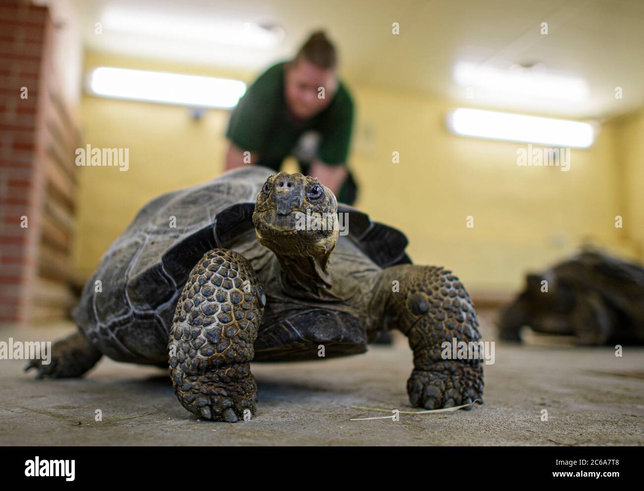 Hoyerswerda, Germany. 08th July, 2020. Joline, one of the two new ...
