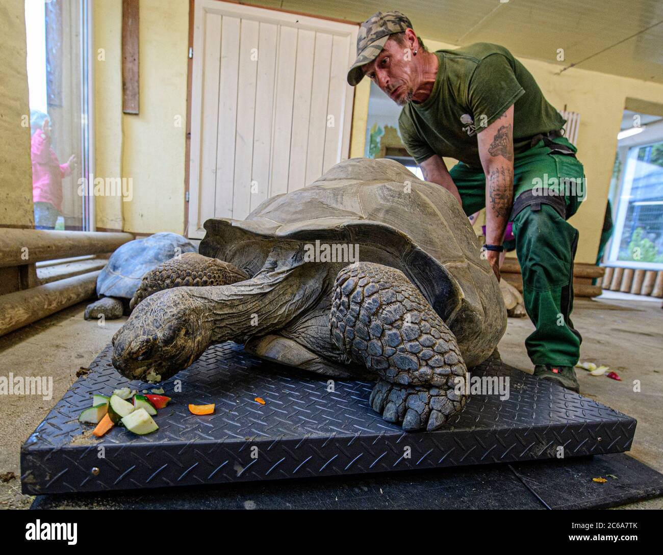 Galapagos giant tortoise and human hi-res stock photography and images ...