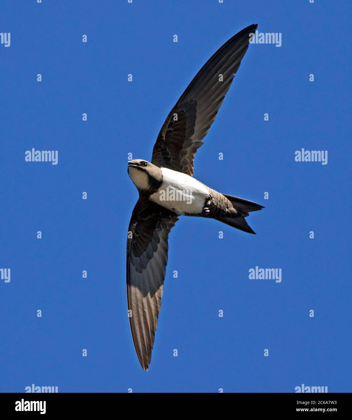 Alpine swift bird spain hi-res stock photography and images - Alamy