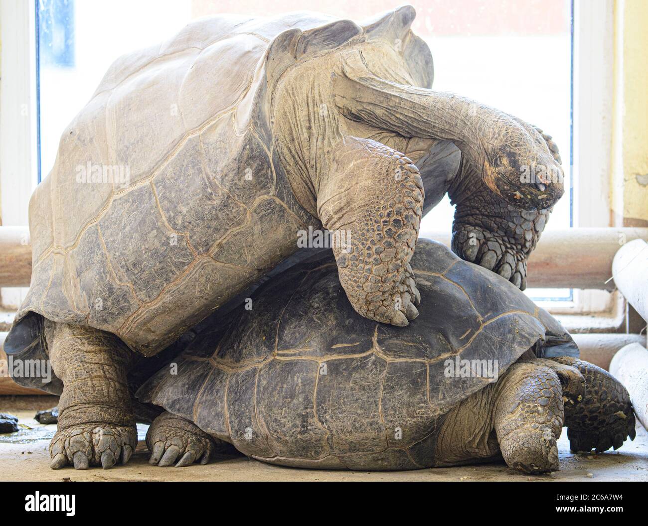 Hoyerswerda, Germany. 08th July, 2020. The 59-year-old and 135-kilogram ...