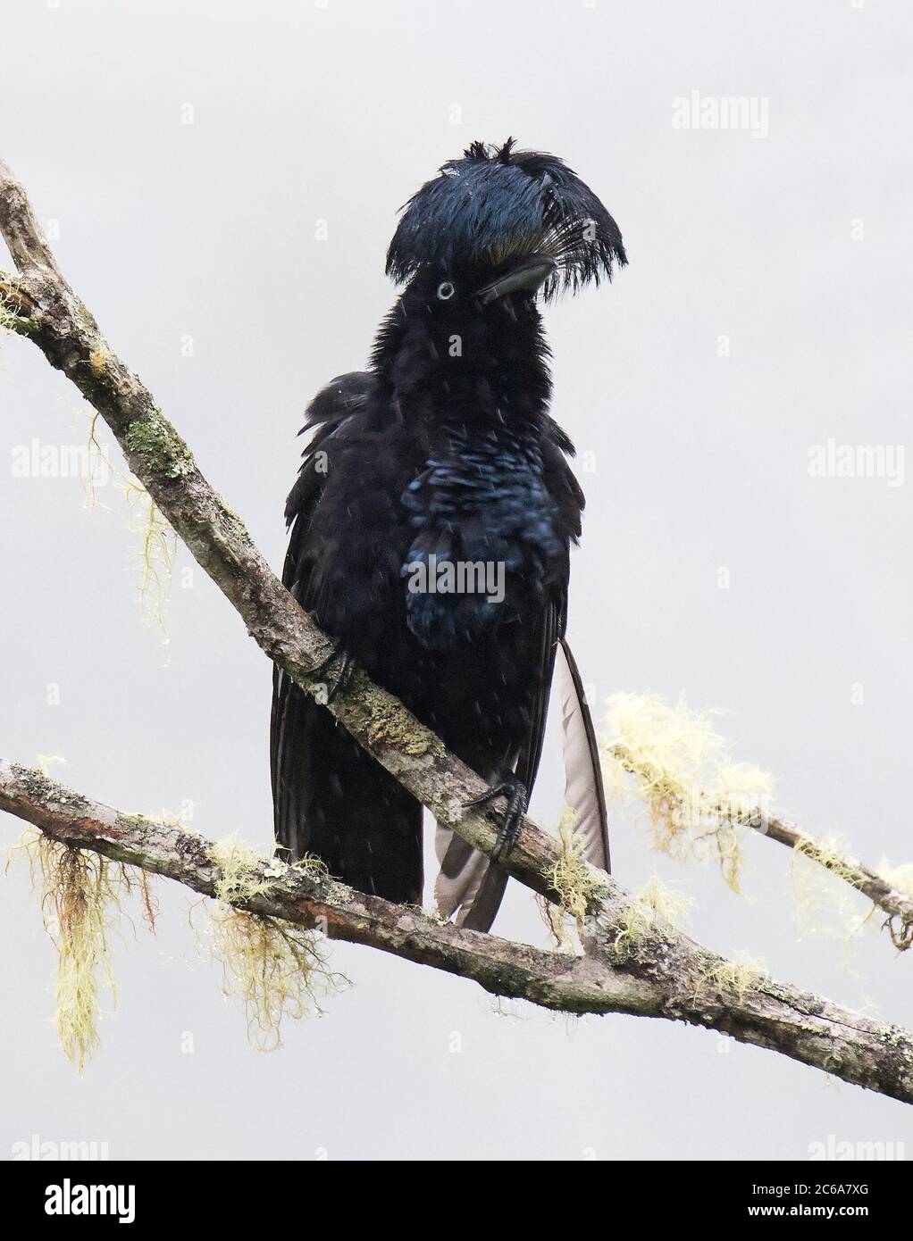 Umbrellabird hi-res stock photography and images - Alamy