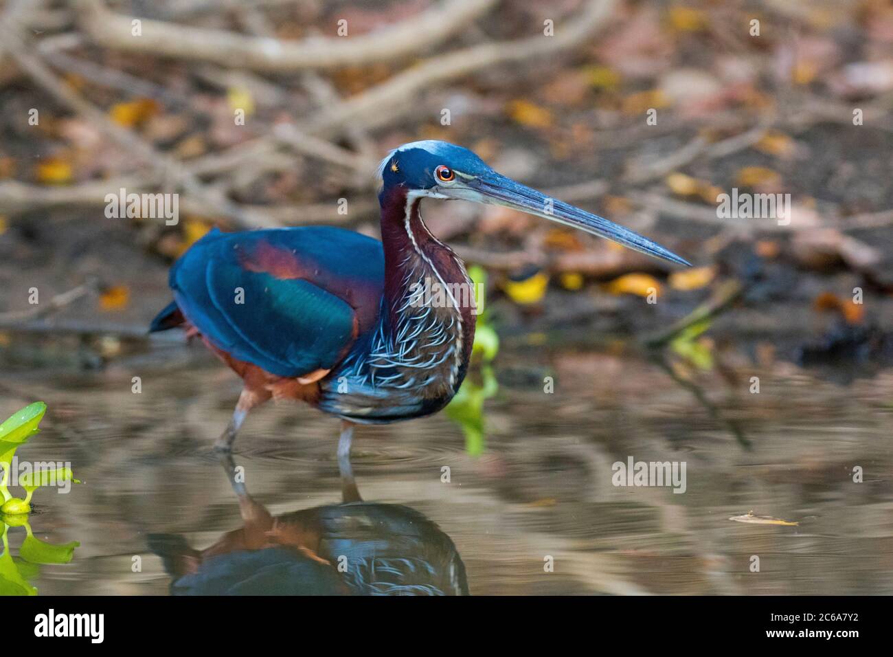 Agami Heron (Agamia agami) standing in riverbank understory in the ...