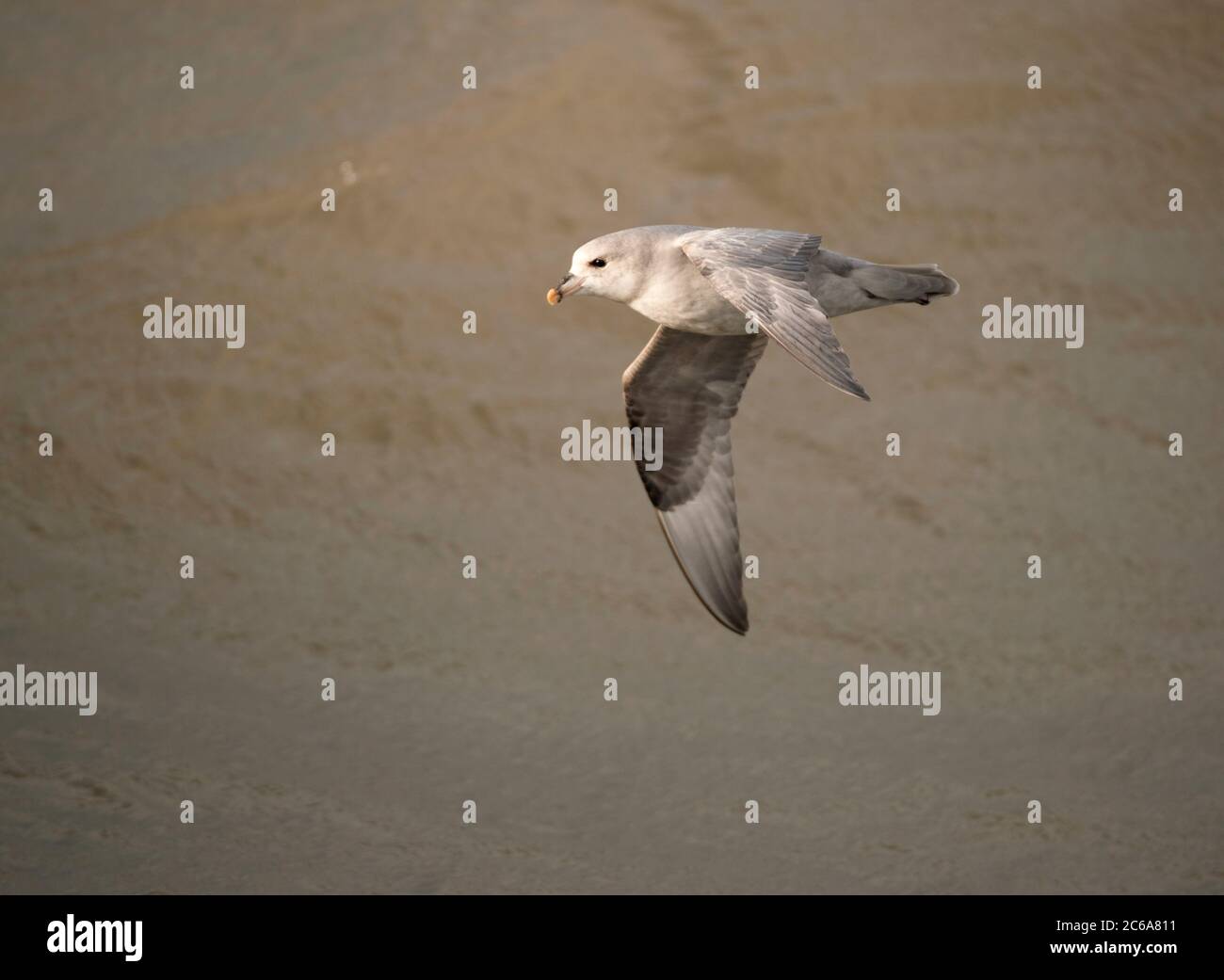Northern 'Blue' Fulmar (Fulmarus glacialis) in flight above the ocean ...