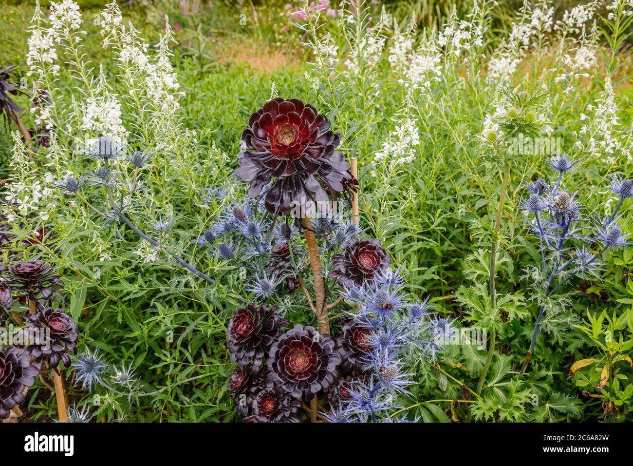 Aeonium arboreum 'Zwartkopf' (Black Rose), Tree Aeonium, a tall ...