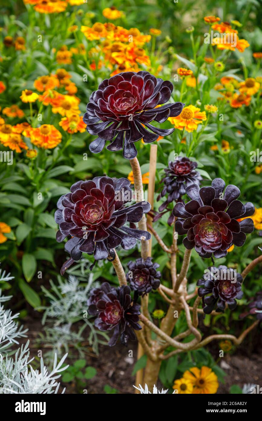 Aeonium arboreum 'Zwartkopf' (Black Rose), Tree Aeonium, a tall ...