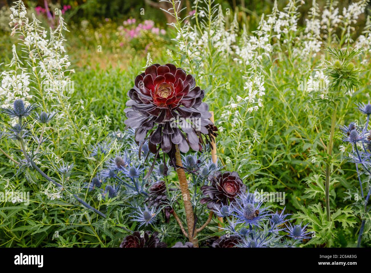 Aeonium arboreum 'Zwartkopf' (Black Rose), Tree Aeonium, a tall ...