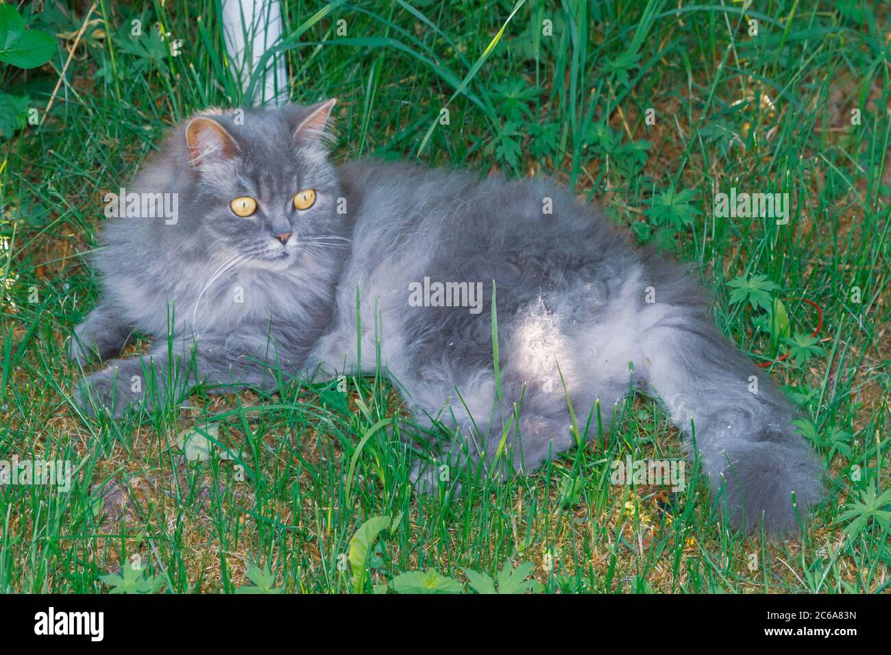A grey fluffy cat lies on the grass under a green Bush in summer Stock ...