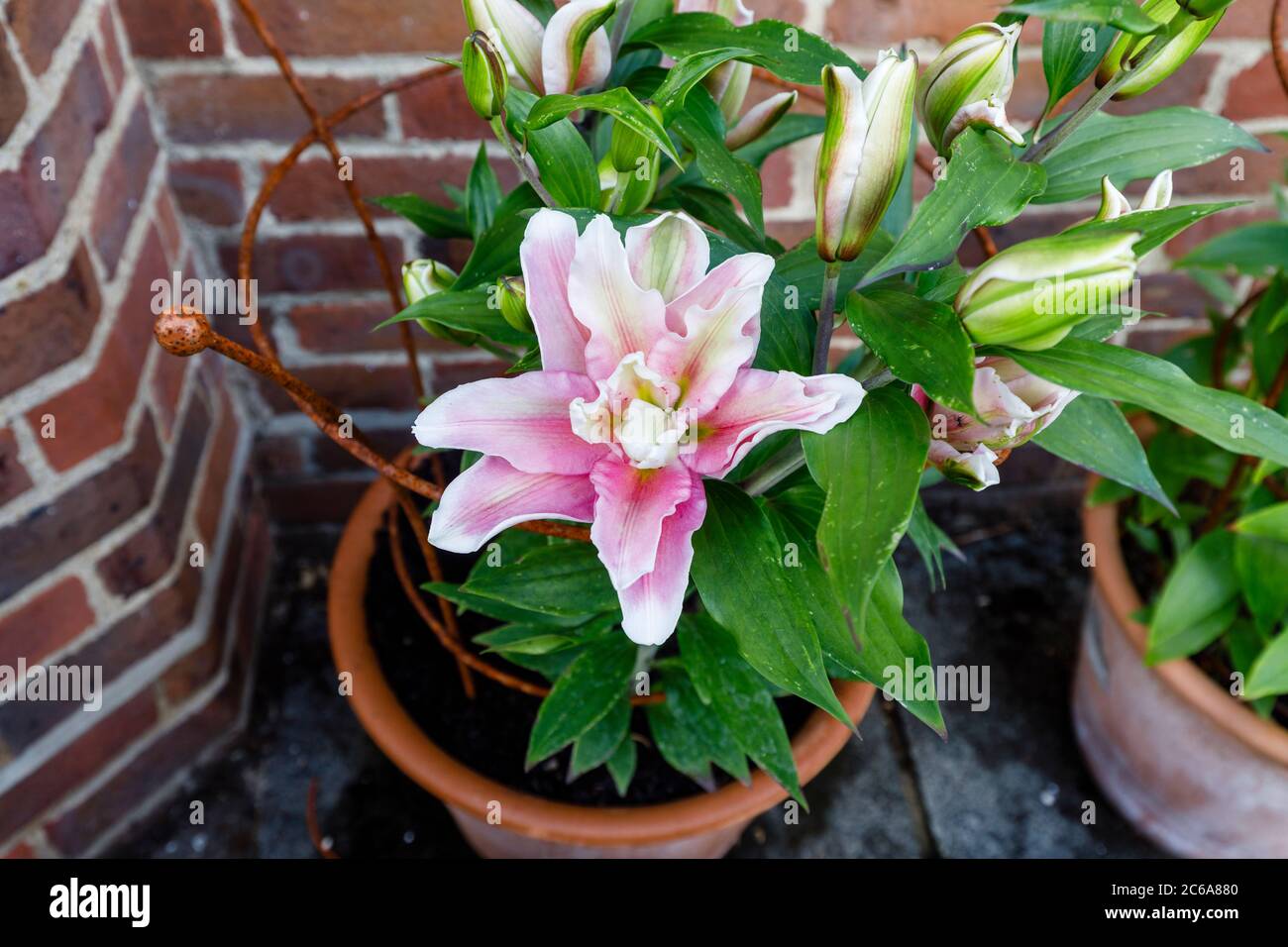 Double flowered pink and white pollen-free Oriental Lily, Roselily ...