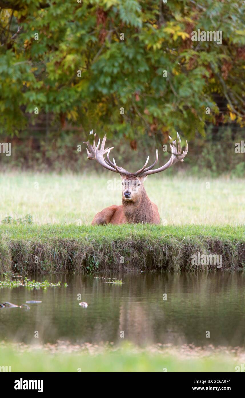Red Deer Stags during the Rut Stock Photo - Alamy