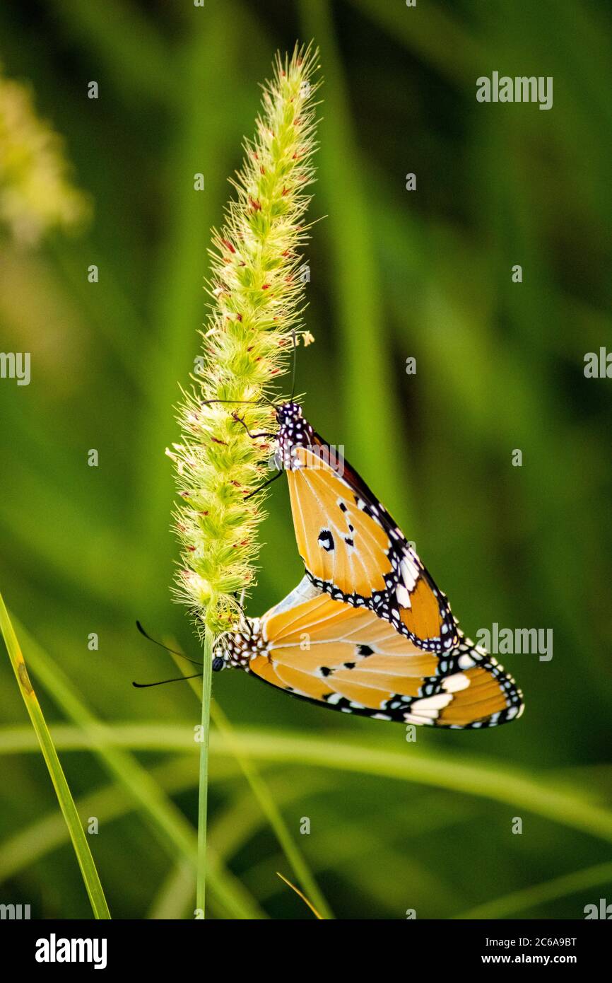 Butterfly mate hi-res stock photography and images - Alamy