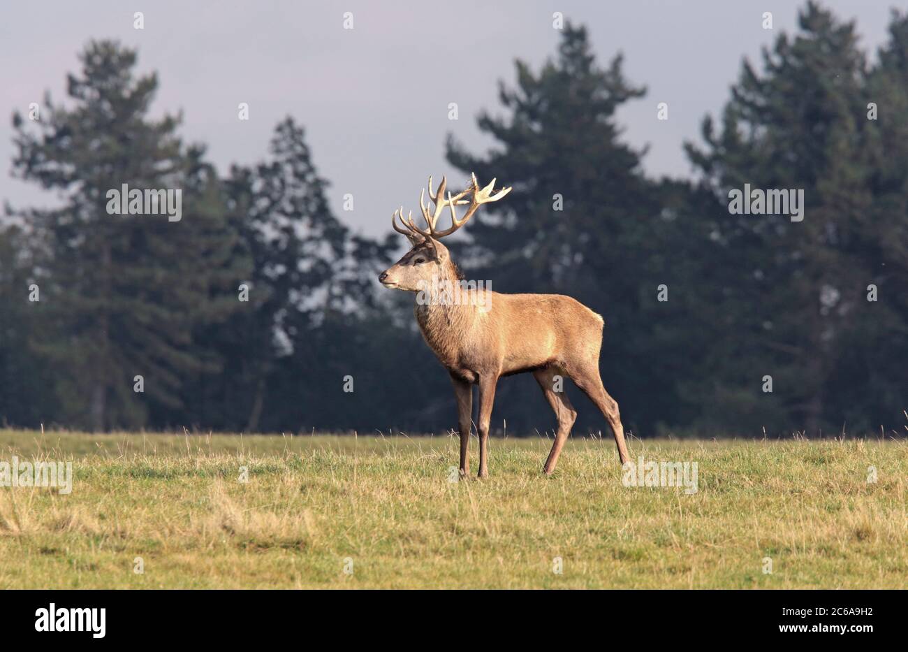 Red Deer Stags during the Rut Stock Photo - Alamy