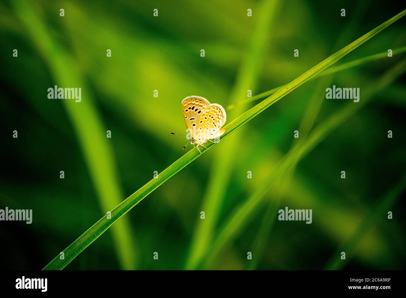Butterfly portrait hi-res stock photography and images - Alamy