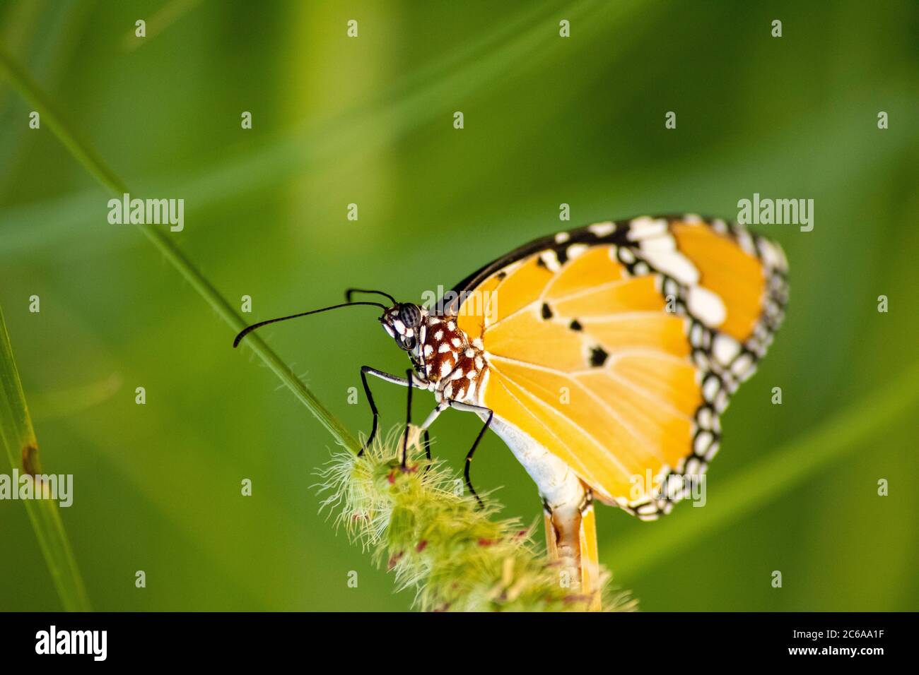 Butterfly portrait hi-res stock photography and images - Alamy