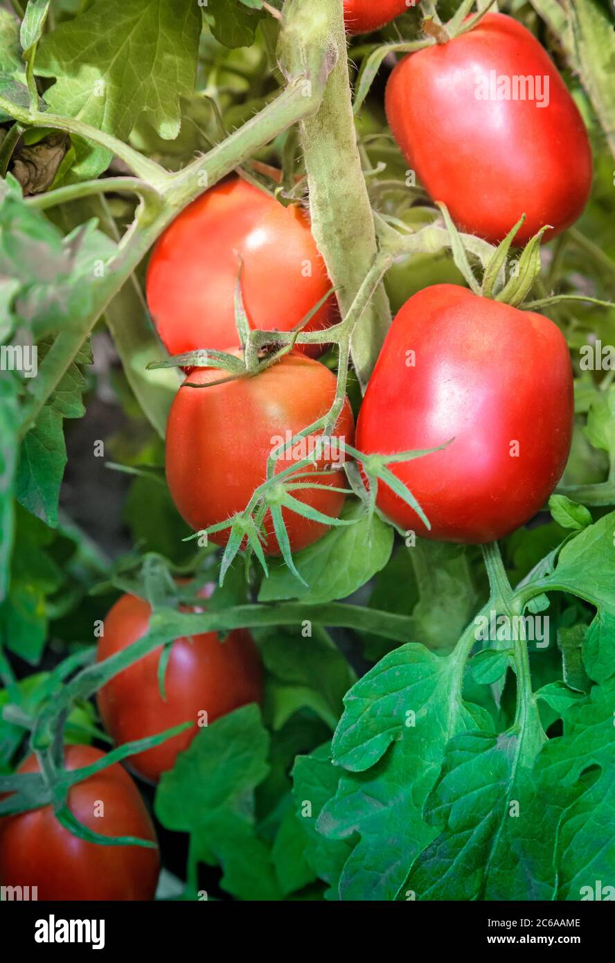 Tomatoes ripen on branches hi-res stock photography and images - Alamy