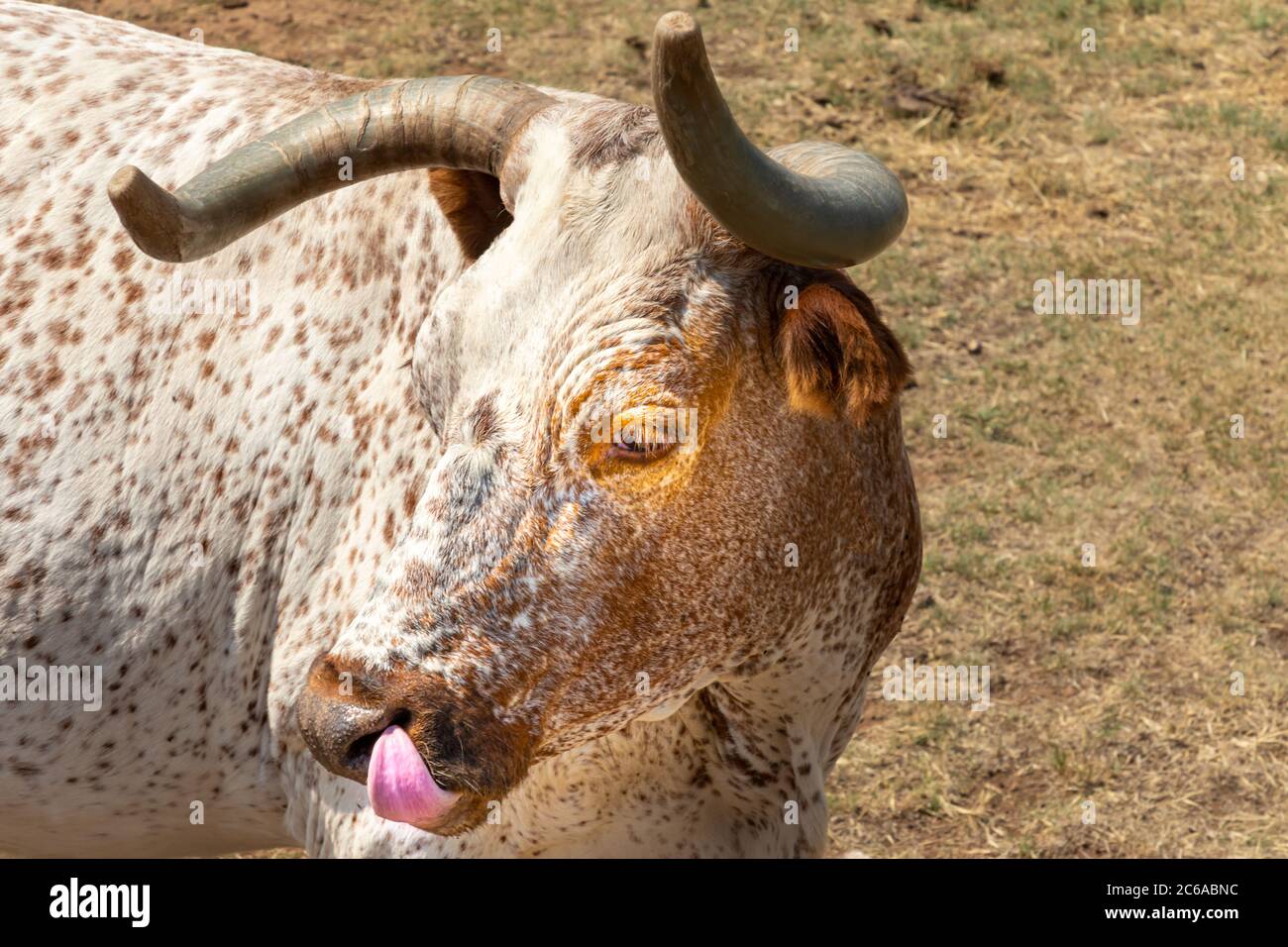 Texas longhorn cow closeup hi-res stock photography and images - Alamy