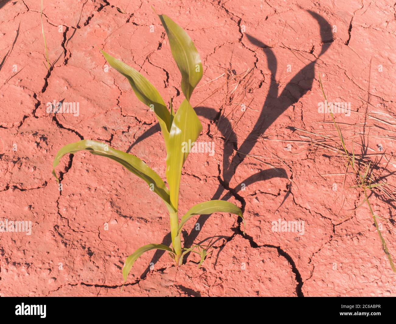 Dry commercial farm field Corn. Seedling corn field on red lateritic ...