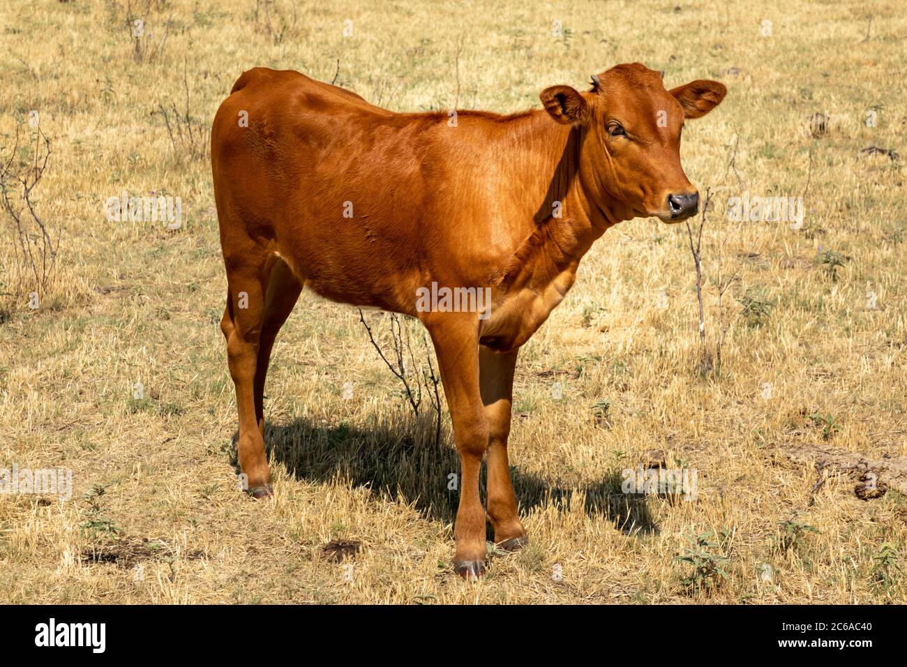 Texas Longhorn beef cattle calf standing in a pasture Stock Photo - Alamy