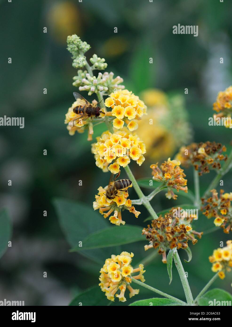 Buddleja x weyeriana sungold hi-res stock photography and images - Alamy