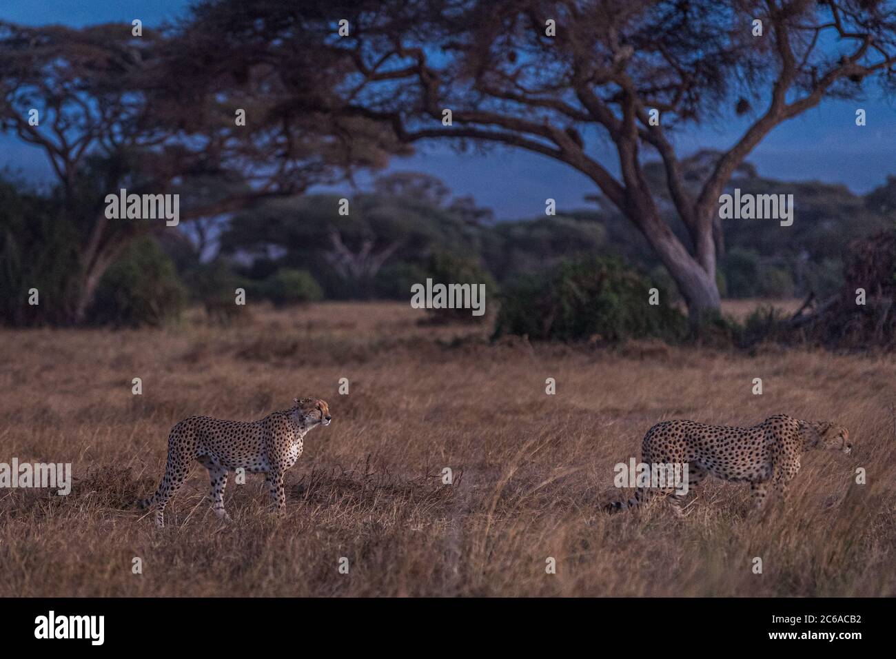 The Cheetah Domain!! Stock Photo - Alamy