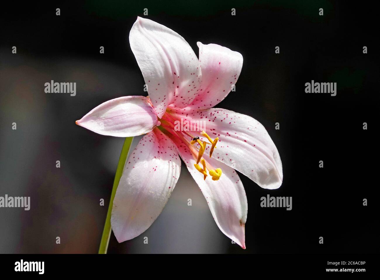 Lilium cascade hi-res stock photography and images - Alamy