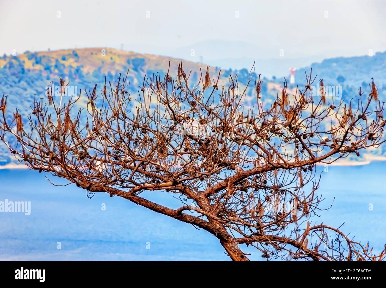 A pine tree in a period of dormancy where its growth has stopped and ...