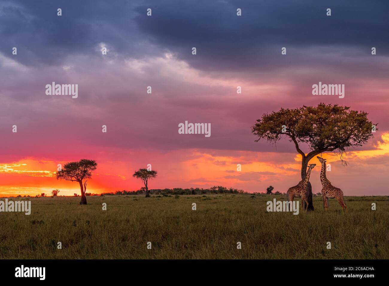 Love in the Wild!!! Stock Photo - Alamy