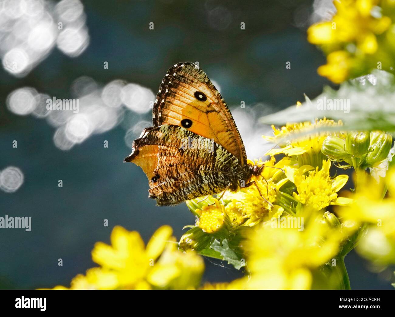 Arctic butterfly hi-res stock photography and images - Alamy