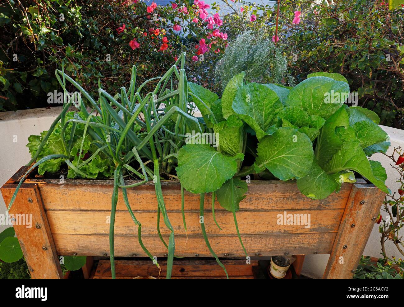 Lettuce growing box hi-res stock photography and images - Alamy