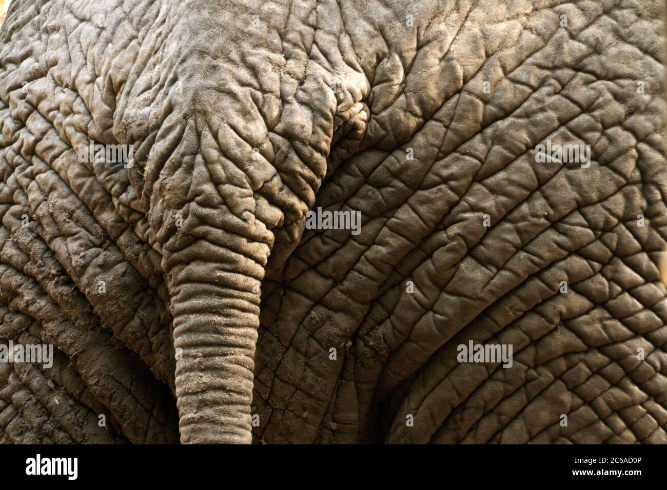 The hide of an elephant is thick for protection and wrinkly to help ...