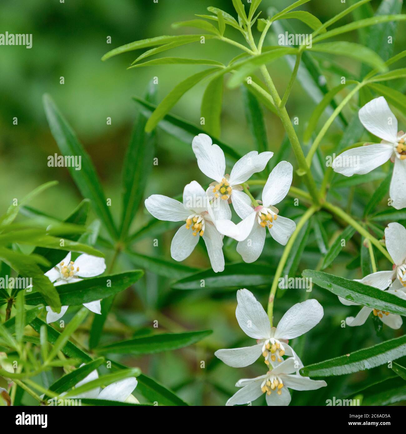 Sternblatt Choisya × dewitteana Aztec Pearl Stock Photo - Alamy