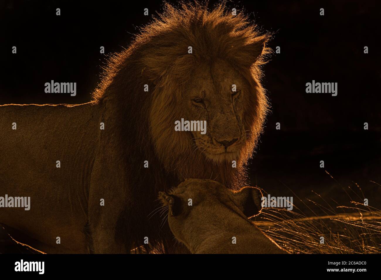 Mufasa lion king hi-res stock photography and images - Alamy