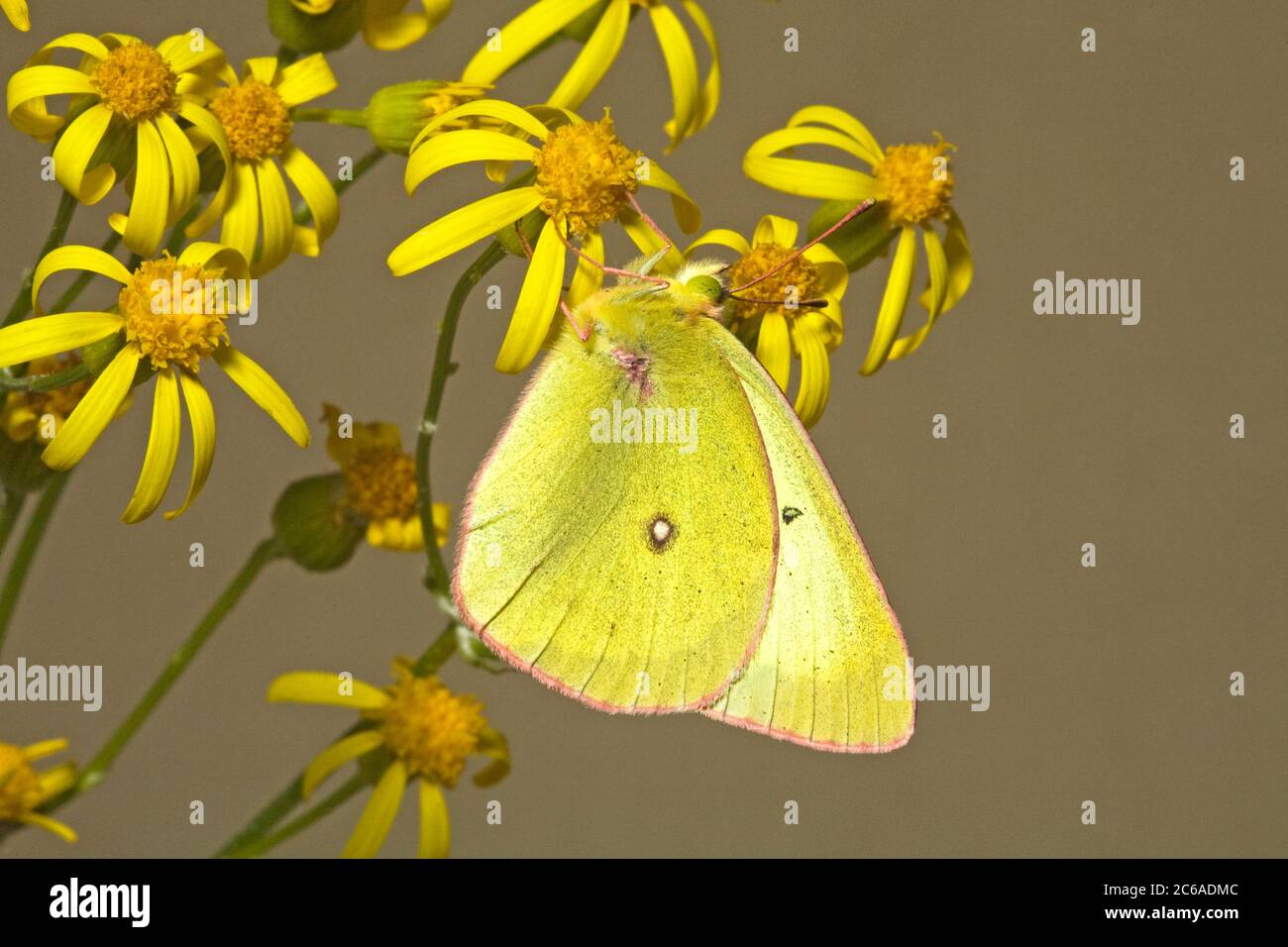 Range sulfur butterfly hi-res stock photography and images - Alamy