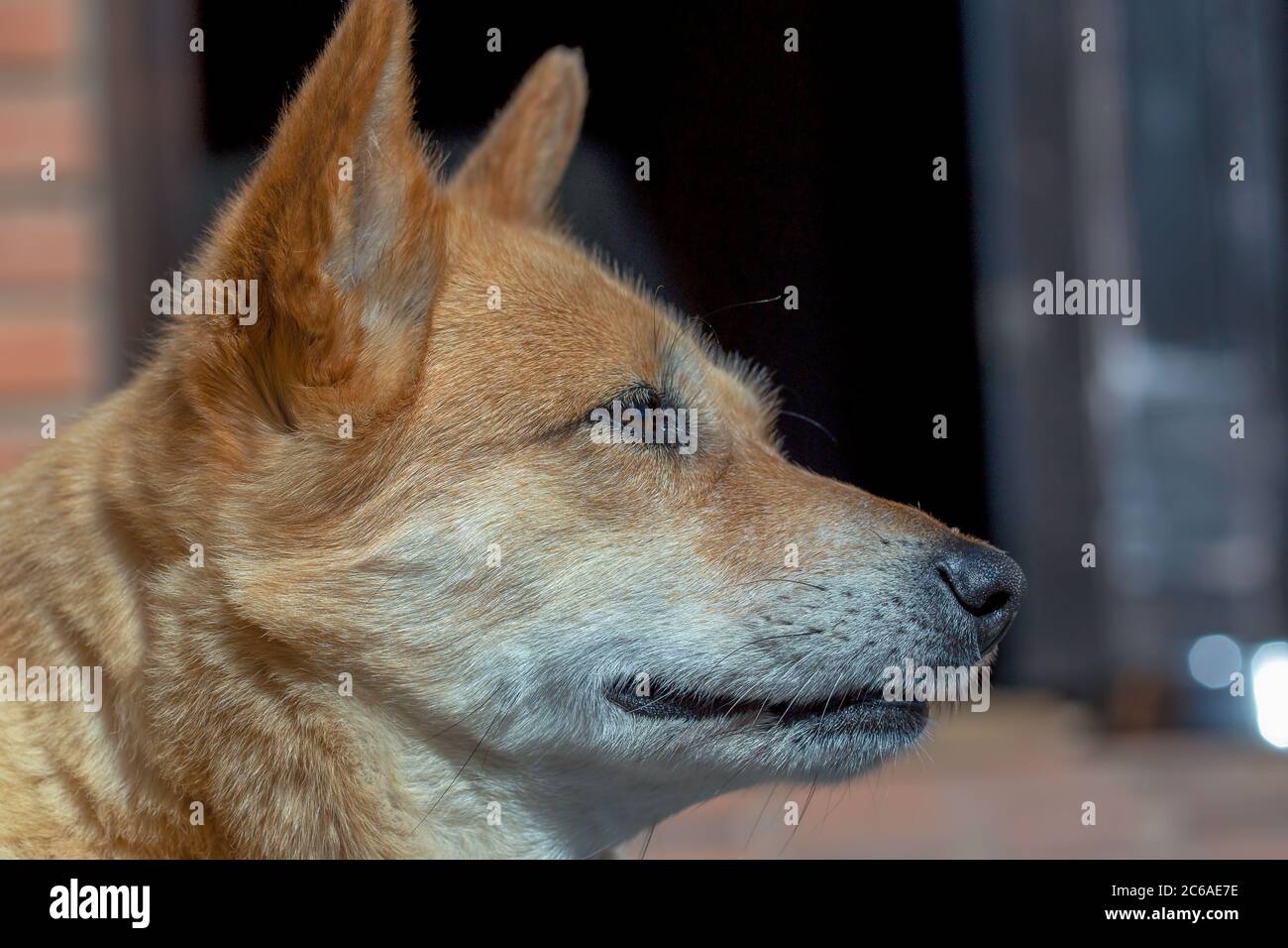 Criollo dog hi-res stock photography and images - Alamy