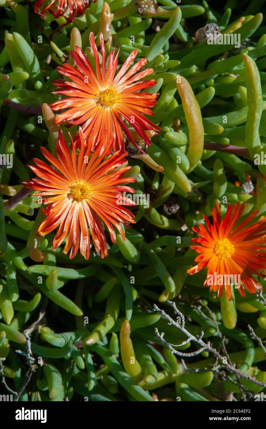 Mesemb hi-res stock photography and images - Alamy