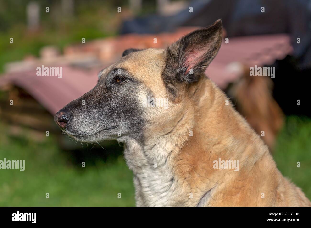 Close-up photography of a mongrel dog Stock Photo - Alamy