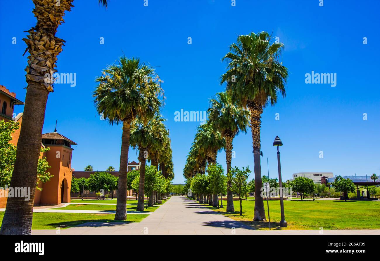 Palm tree walkway sidewalk hi-res stock photography and images - Alamy
