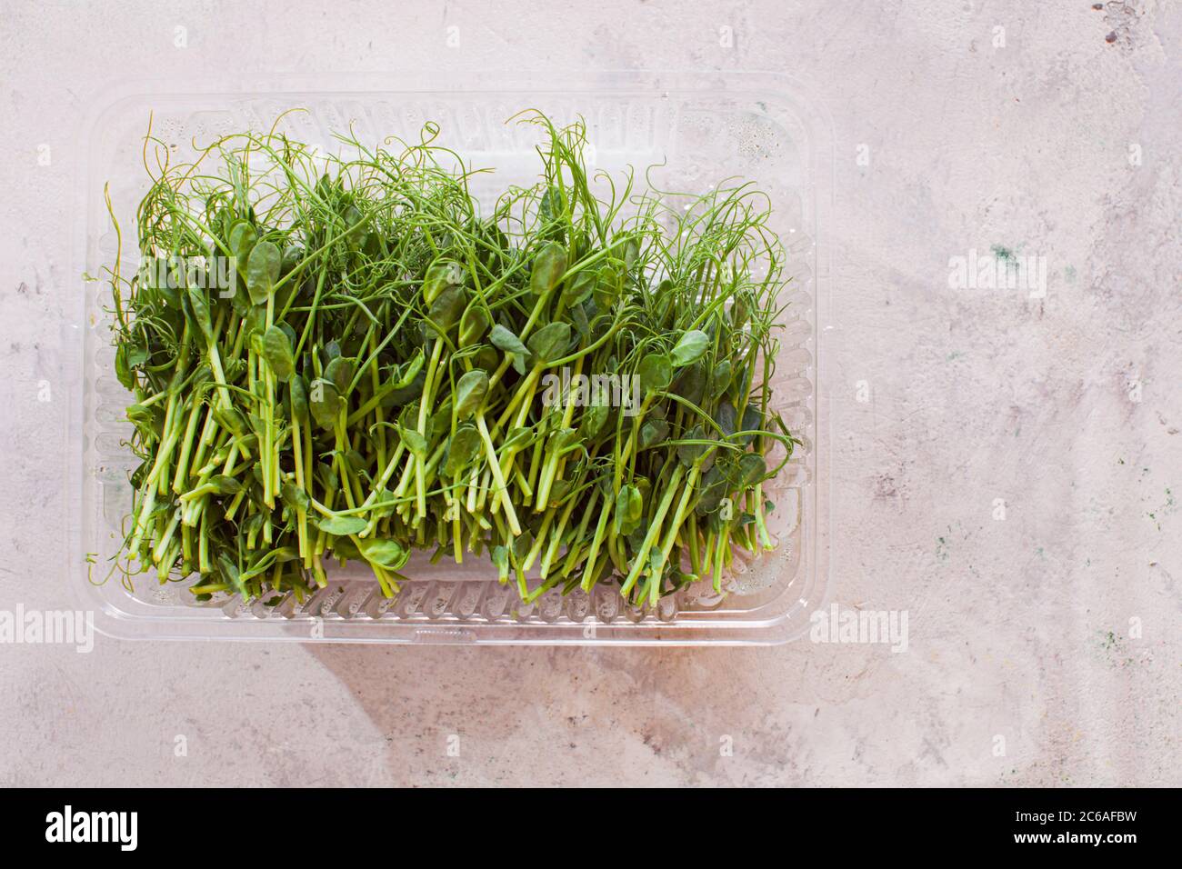 Pea or chickpea microgreens sprouts in plastic tray Stock Photo - Alamy
